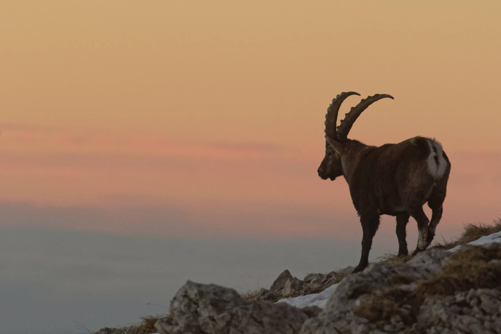 Bouquetins des Alpes - RandoZoom Nature